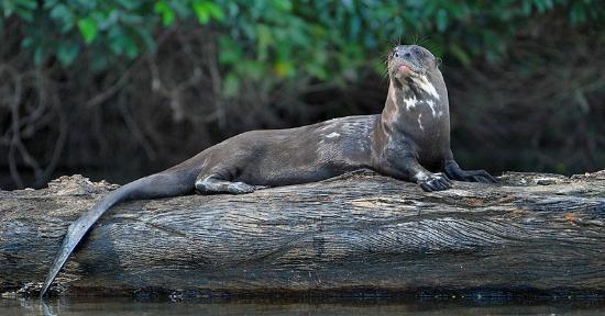 Celebran el Festival del Lobo de Río con diversas actividades ...